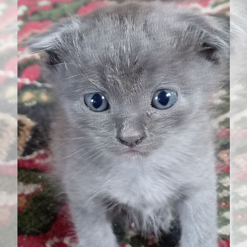 Шотландские вислоухие