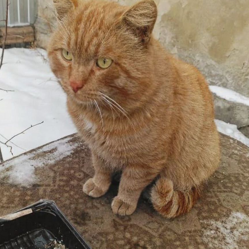 Рыжий кот ищет дом