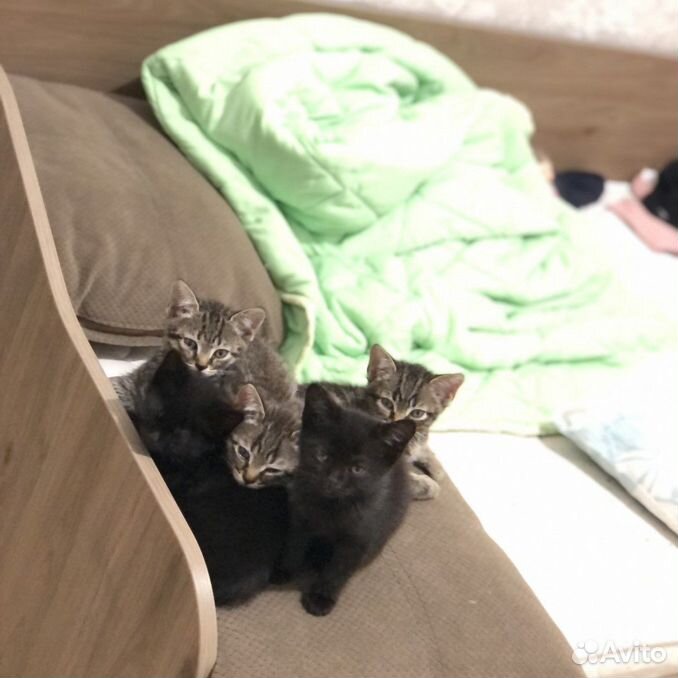 Котята в добрые руки 2месяц