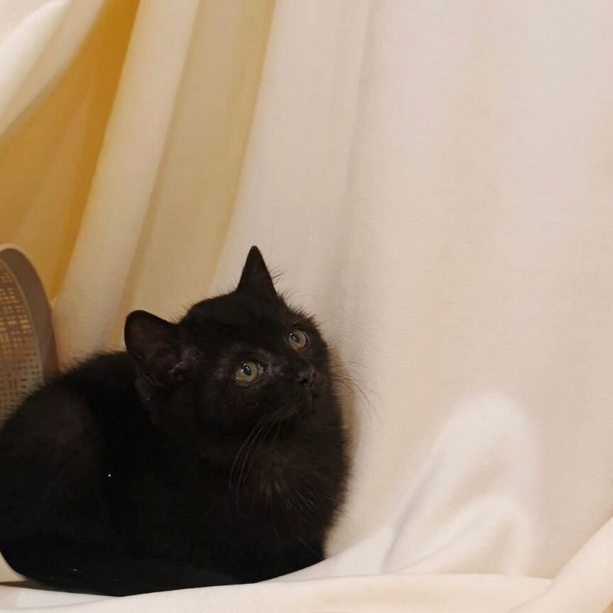 Котенок