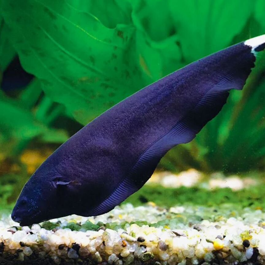 Рыба-нож и Пельвикахромис на обмен