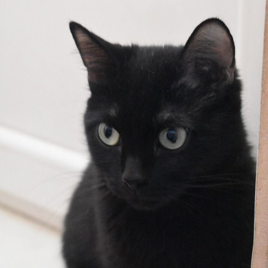 Черная кошка