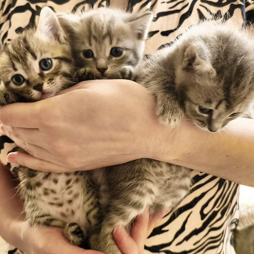 Котёнок в добрые руки