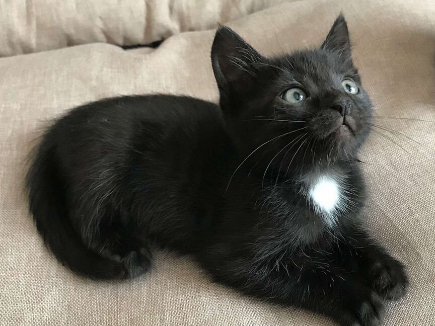 Прелестная кошечка Багира в добрые руки