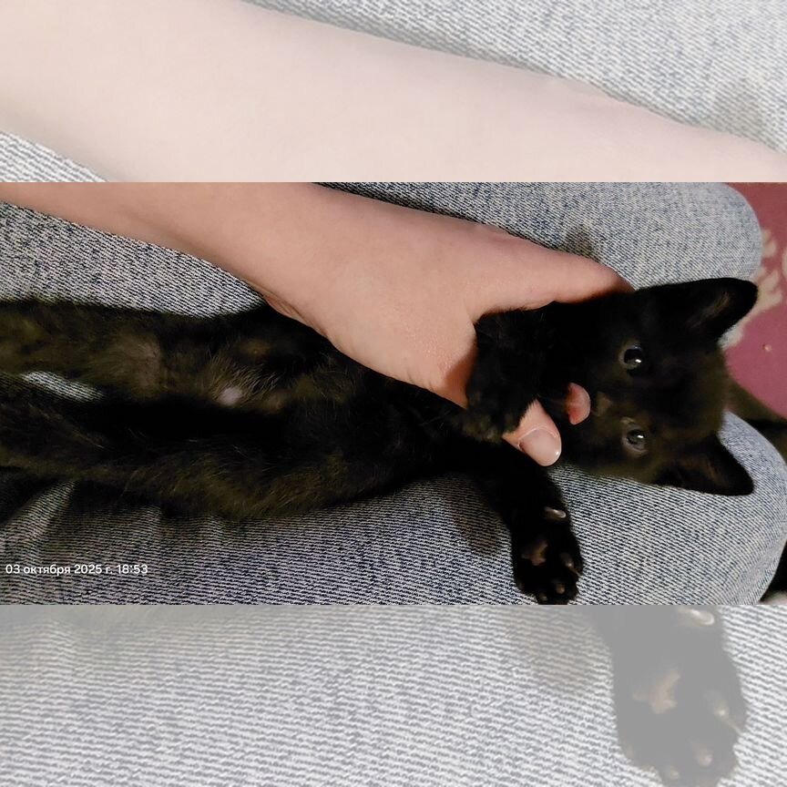 Котёнок в добрые руки