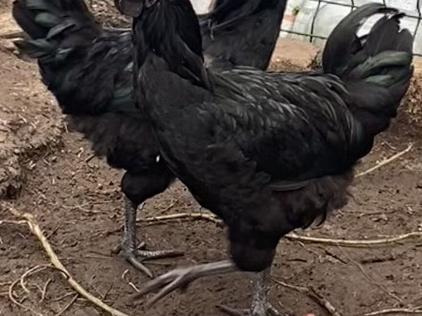 Петух Ухейилюй