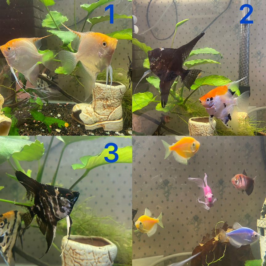 Аквариум с рыбками