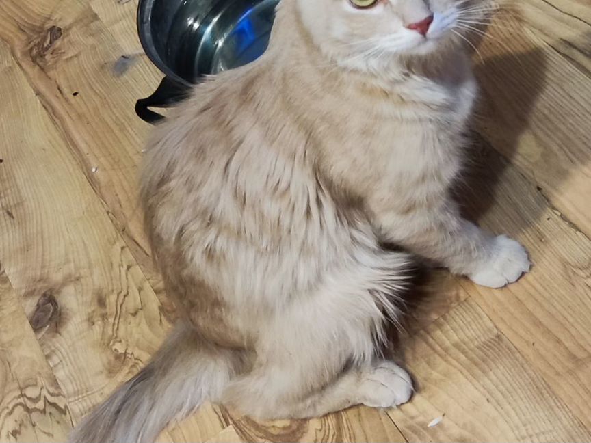 Котик Лучик