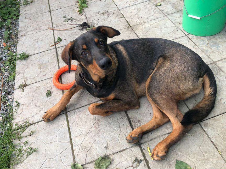 Пёс 8 месяцев