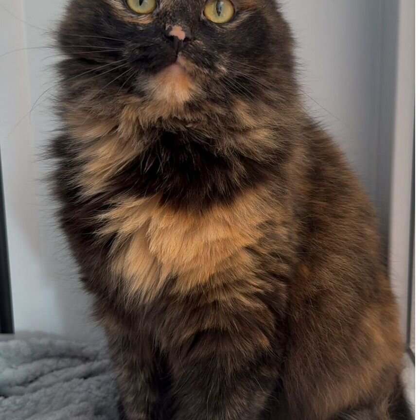 Ди в добрые руки