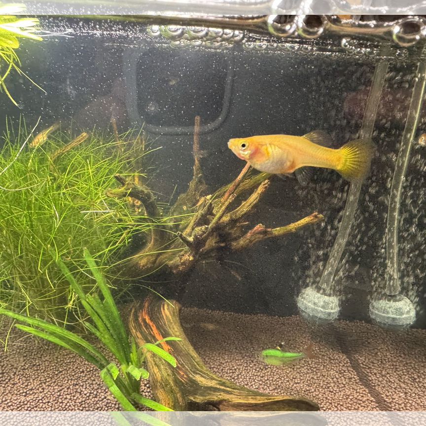 Гуппи (2 самки   штук 13-15 мальков)