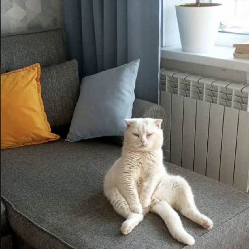 Кот Винтер