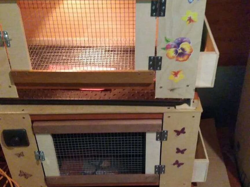 Брудер для цыплят премиум