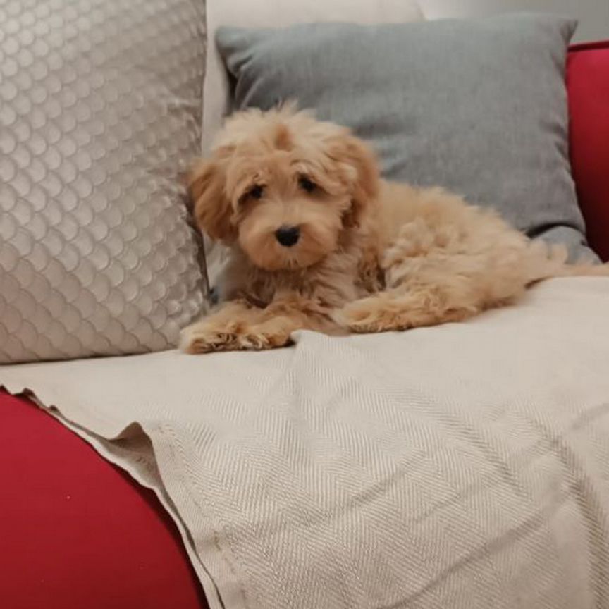 Мальтипу, щенок