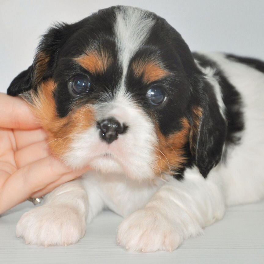 Кавалер кинг чарльз спаниель