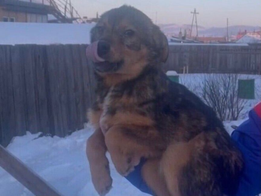 Толик ищет дом) Скромный мальчонка)