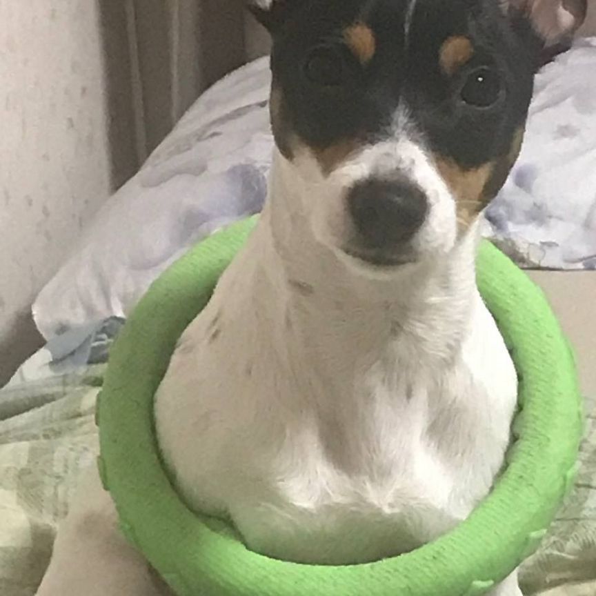 Джек рассел в добрые руки