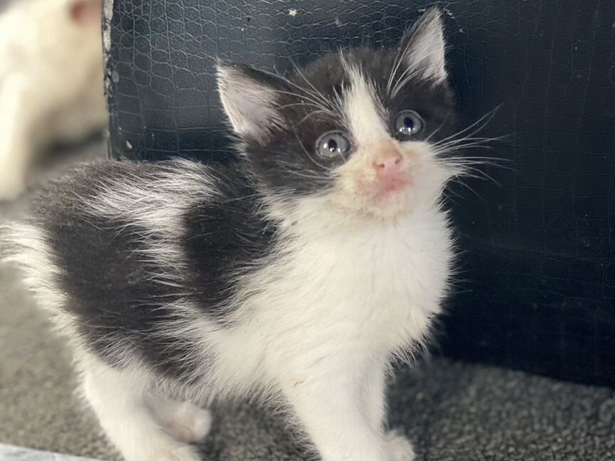 Котята