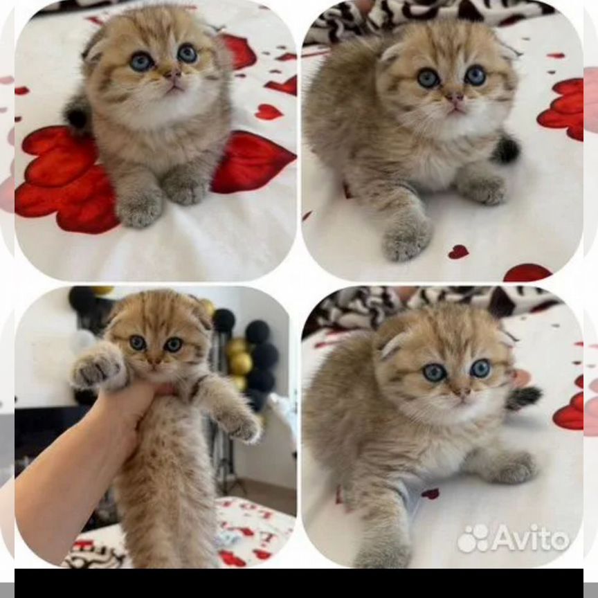 Британский короткошёрстный котёнок