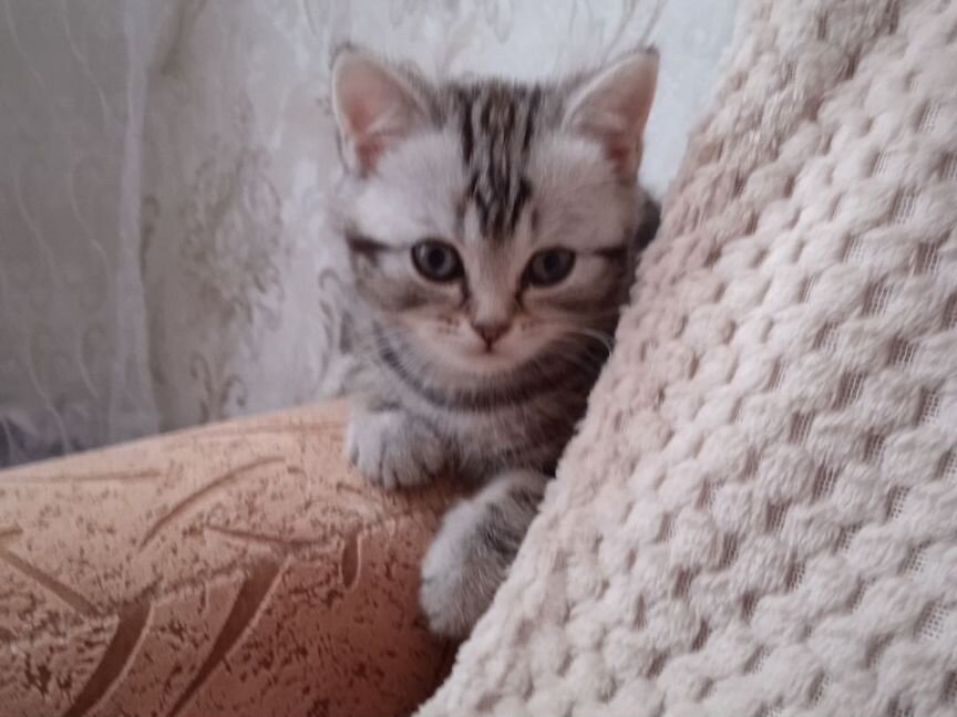 Шотландская