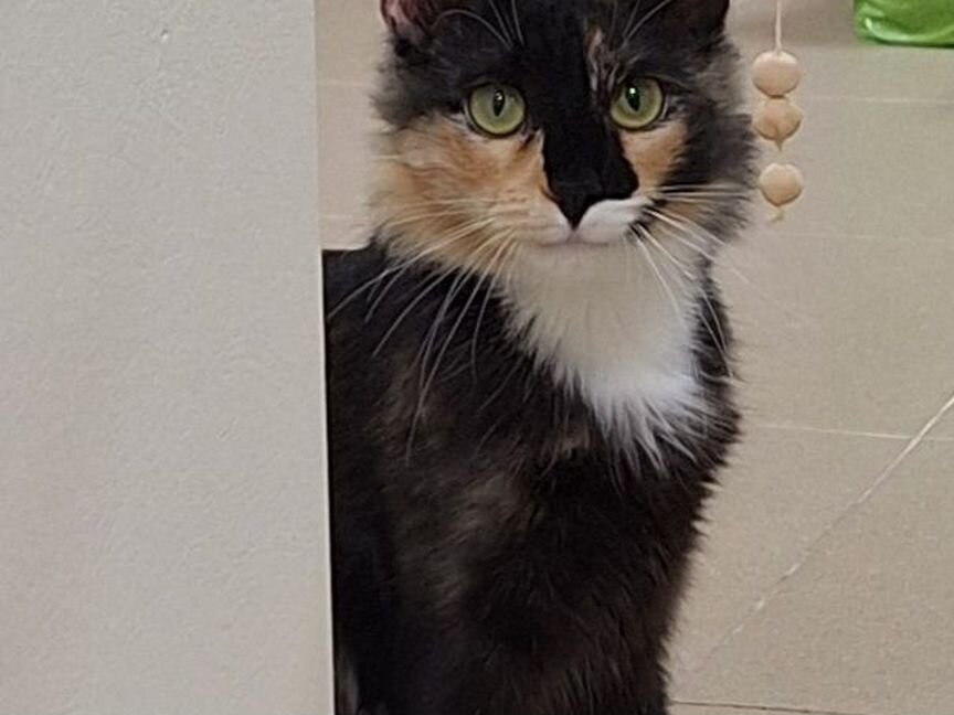 Кошечка Глашенька 8 месяцев в добрые руки