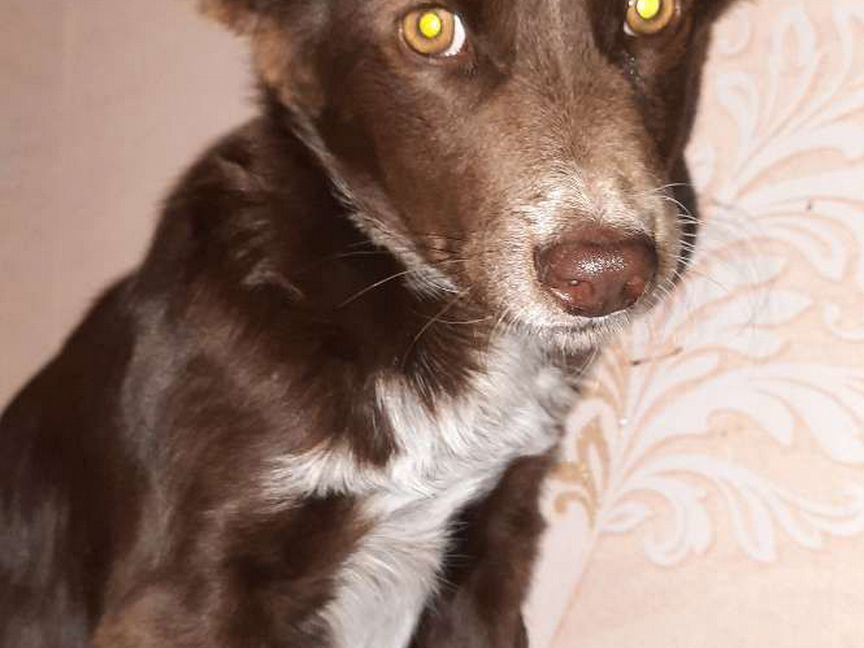 Масик-тасик