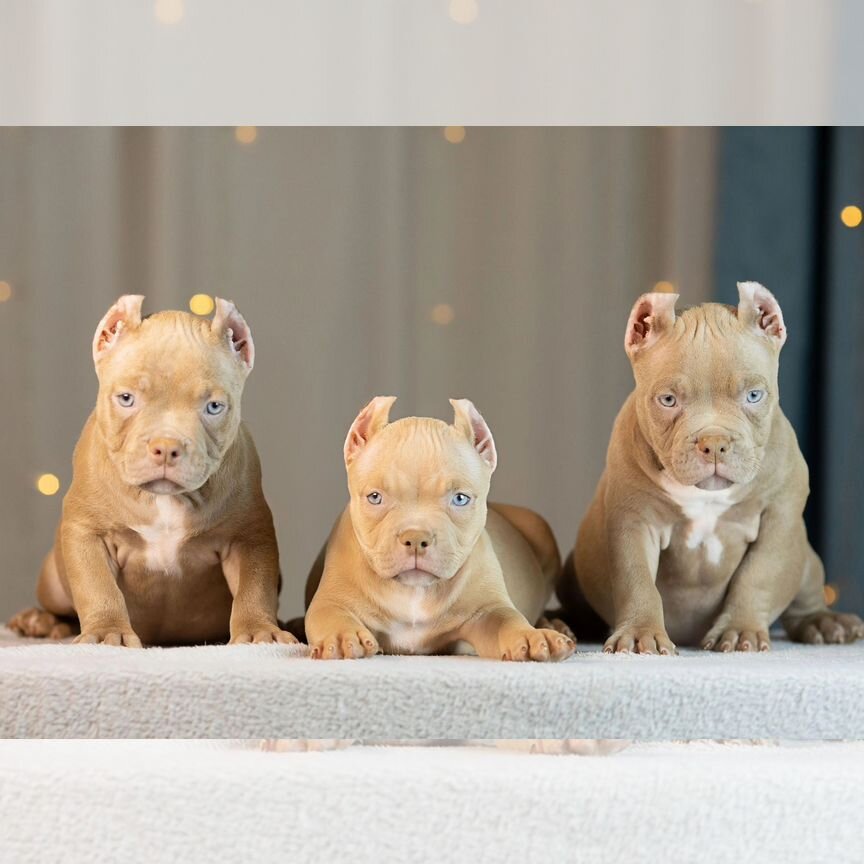 Американский булли, щенок