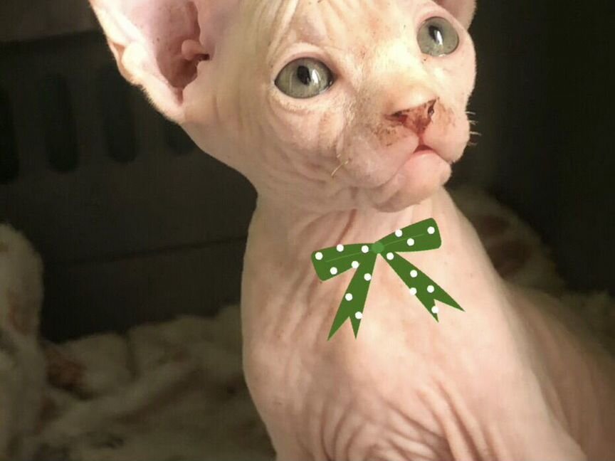 Канадский сфинкс Лёня