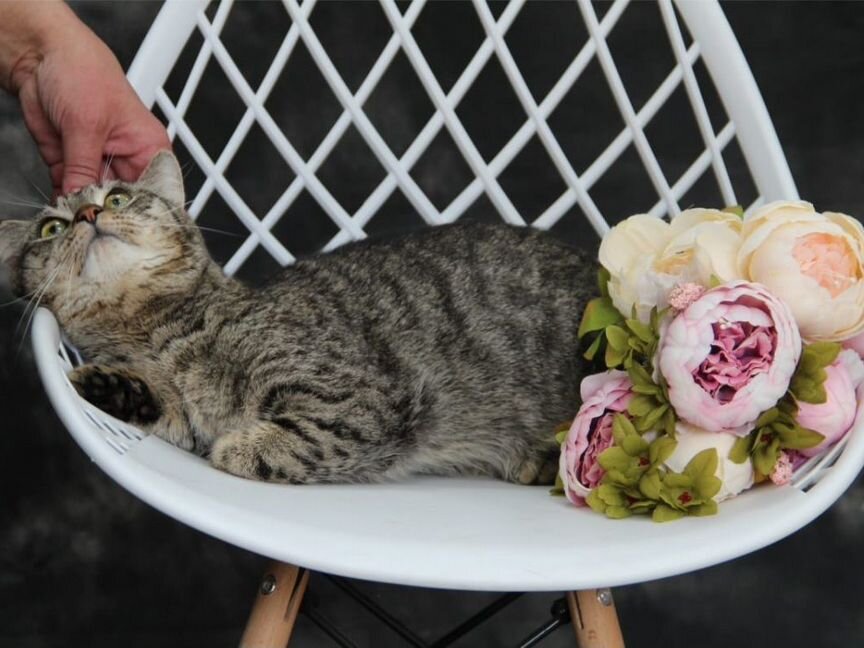 Кошечка подросток