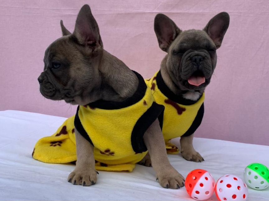 Очень красивые детки