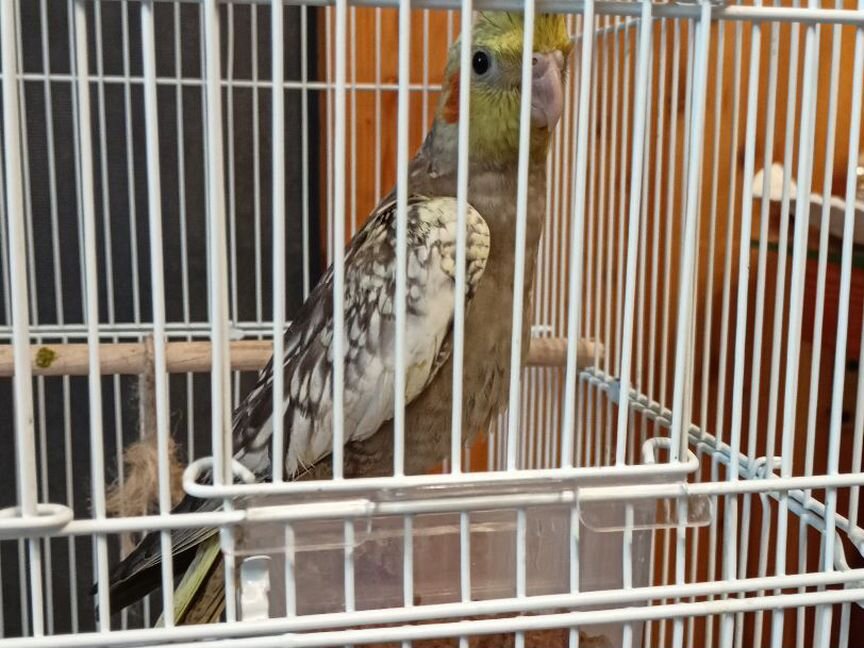 Попугай корелла