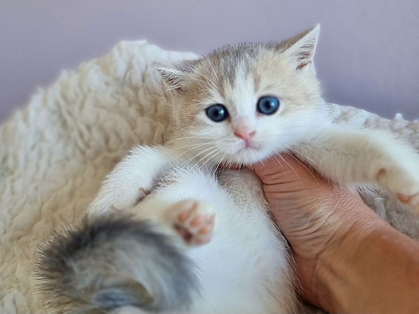 Голубое золото биколор