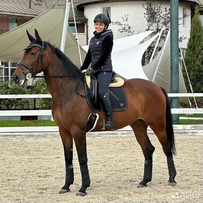Перспективная кобыла в спорт