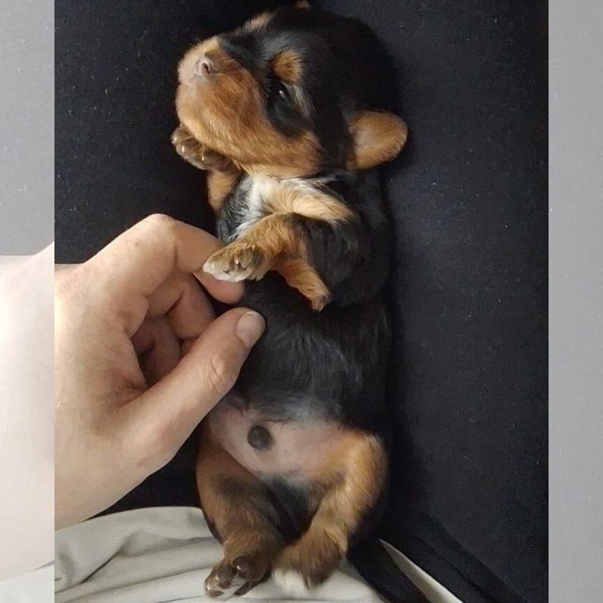 Йоркширский терьер, щенок