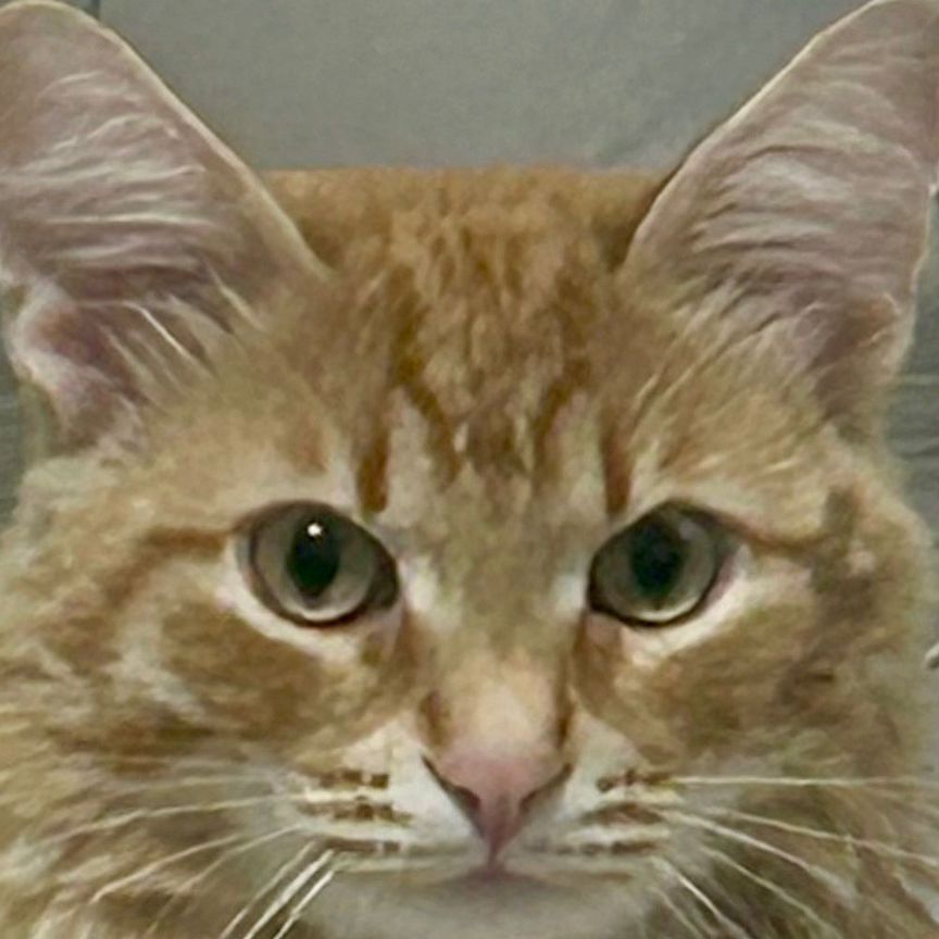 Чаузи котёнок