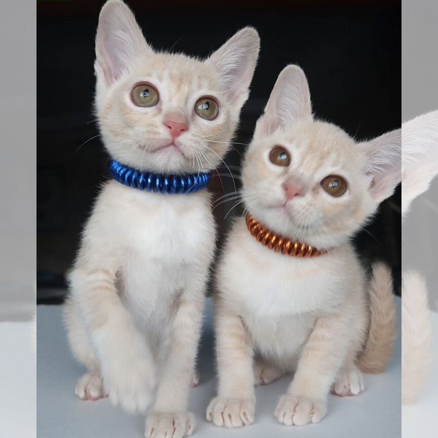 Европейский бурманский котёнок