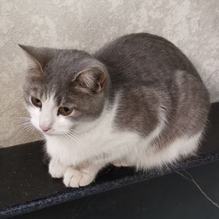 Котик