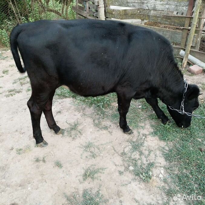 Телка 1.5 года