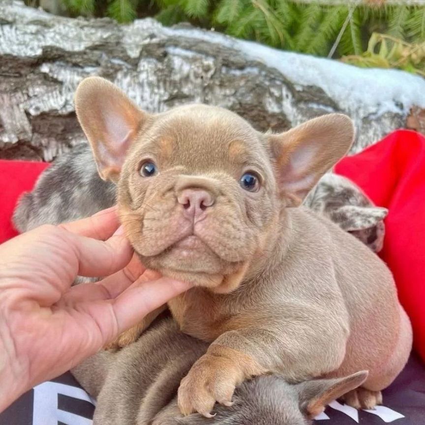 Французский бульдог Вип