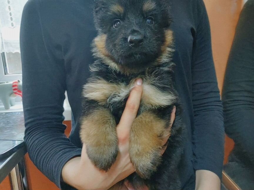 Девочка с документами РКФ