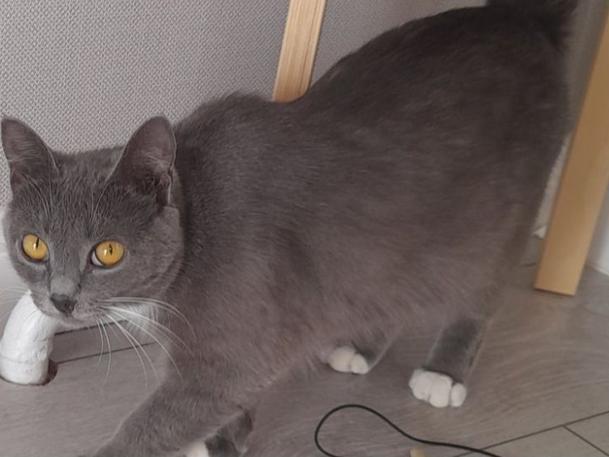 Русская голубая кошка