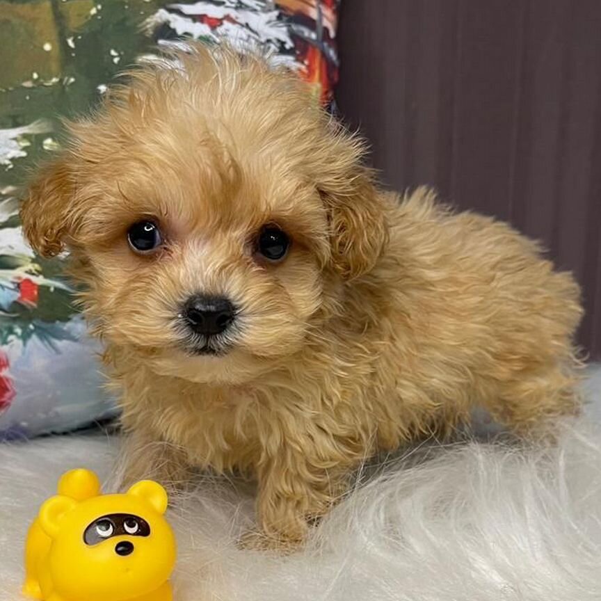 Мальтипу, щенок