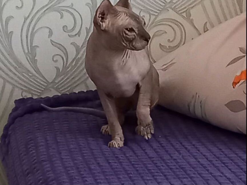 Канадский сфинкс