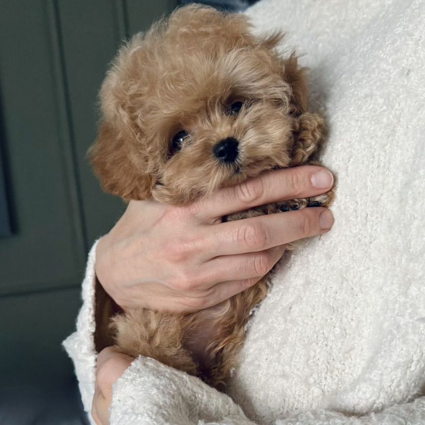 Мальтипу Тикап из Кореи