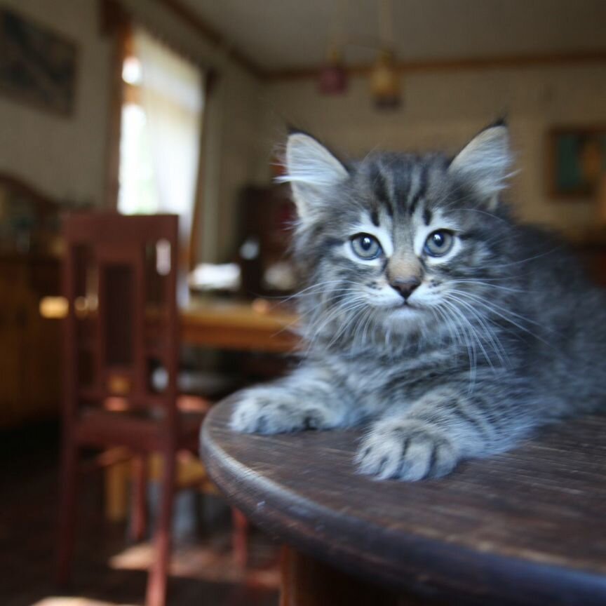 Котята в добрые руки бесплатно