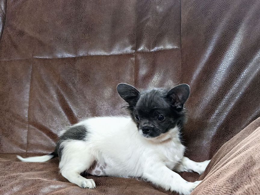 Чихуахуа мальчишки