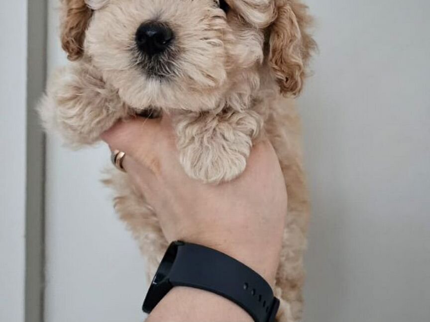 Мальтипу Ф1 микро мальчик