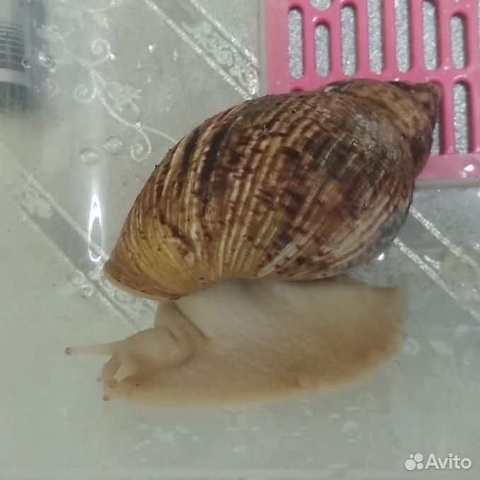 Продам улиток Ахатина ретикулята альбино