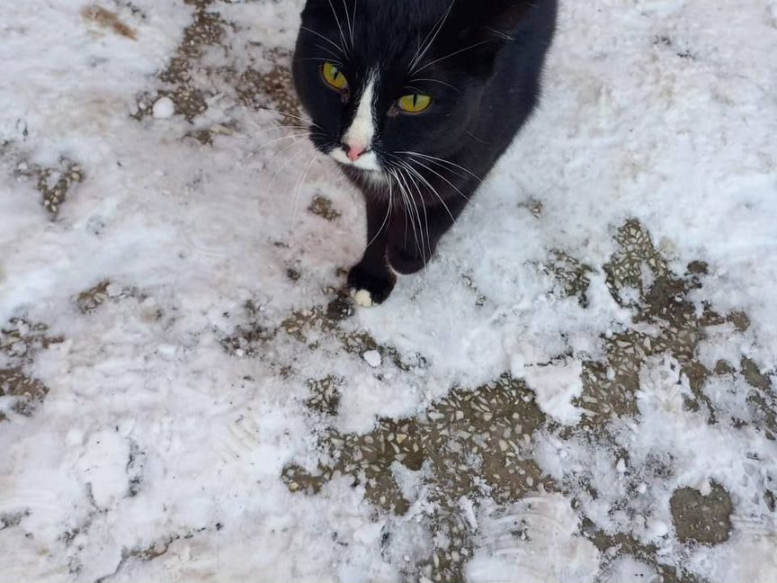 Отдам кота Добрый, ласковый, но брошенный