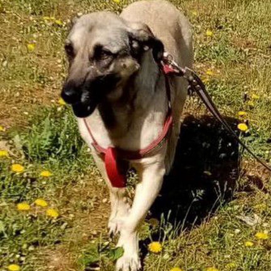 Отдаем в добрые руки